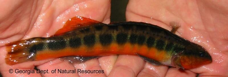 Percina aurantiaca