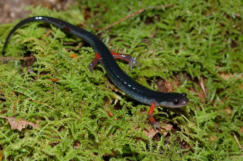 Plethodon shermani