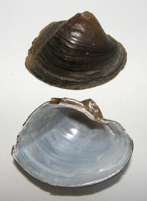 Alasmidonta arcula