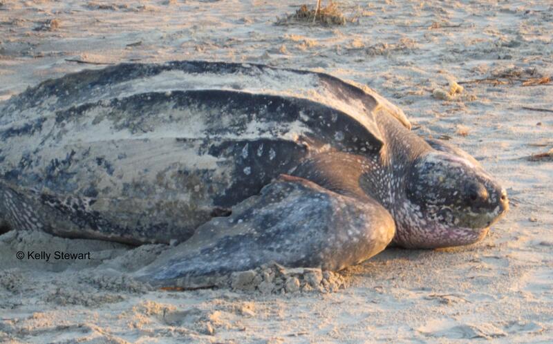 Dermochelys coriacea