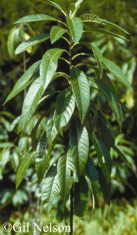 Leitneria floridana