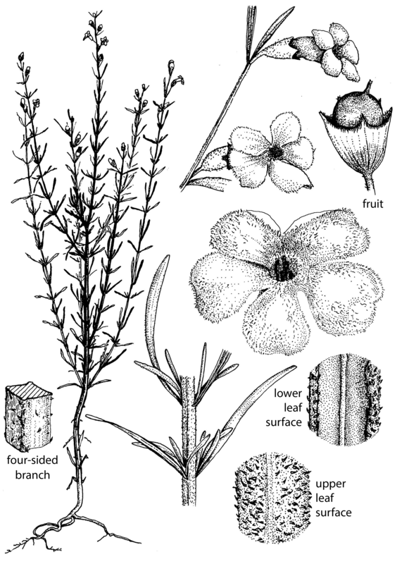 Agalinis georgiana