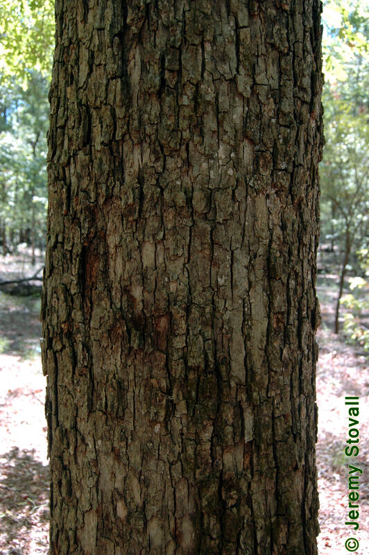 quercus similis