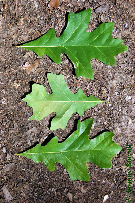quercus similis