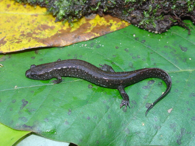 Desmognathus auriculatus